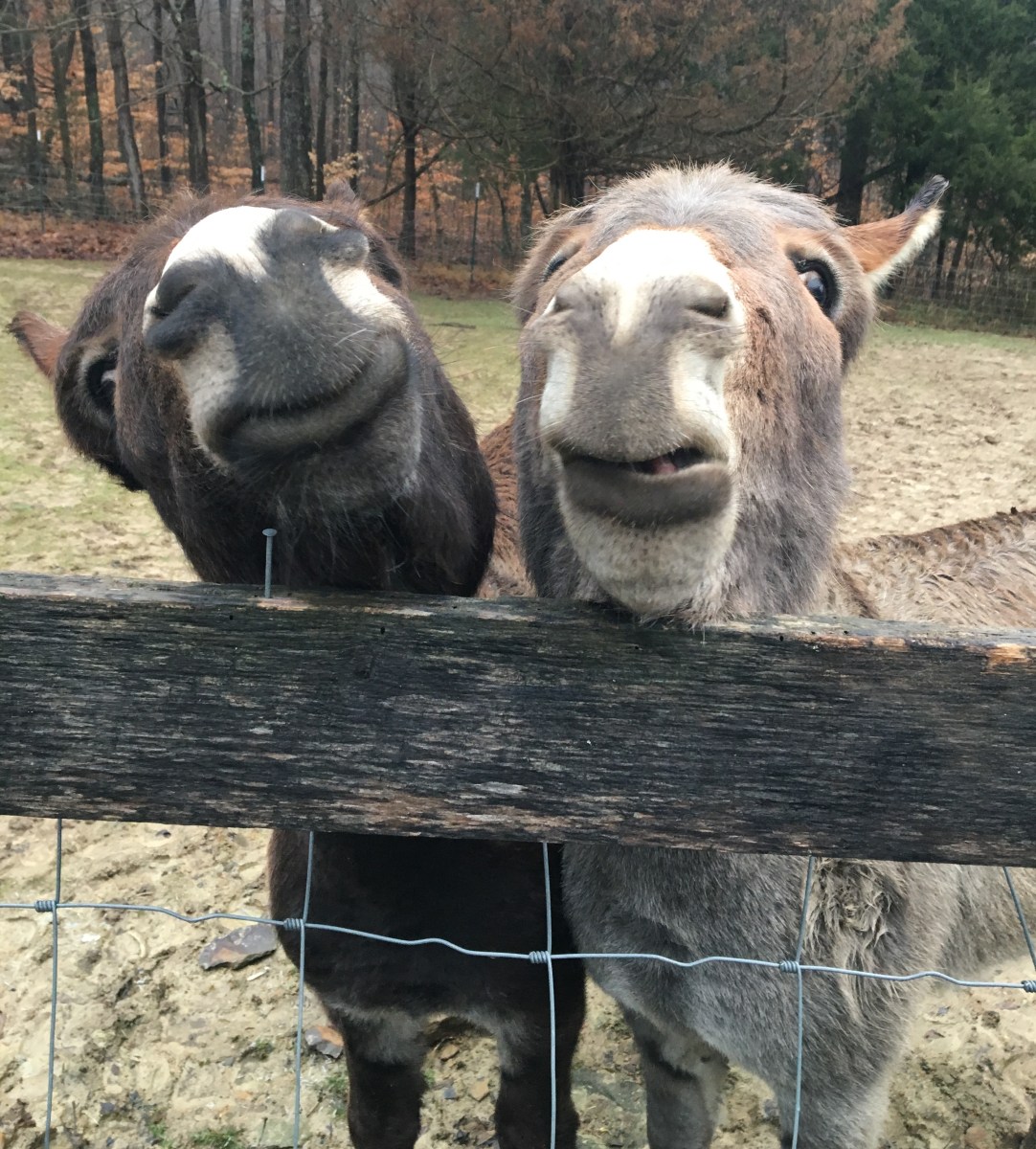 donkey love. [two artists tuesday] | reverse threading