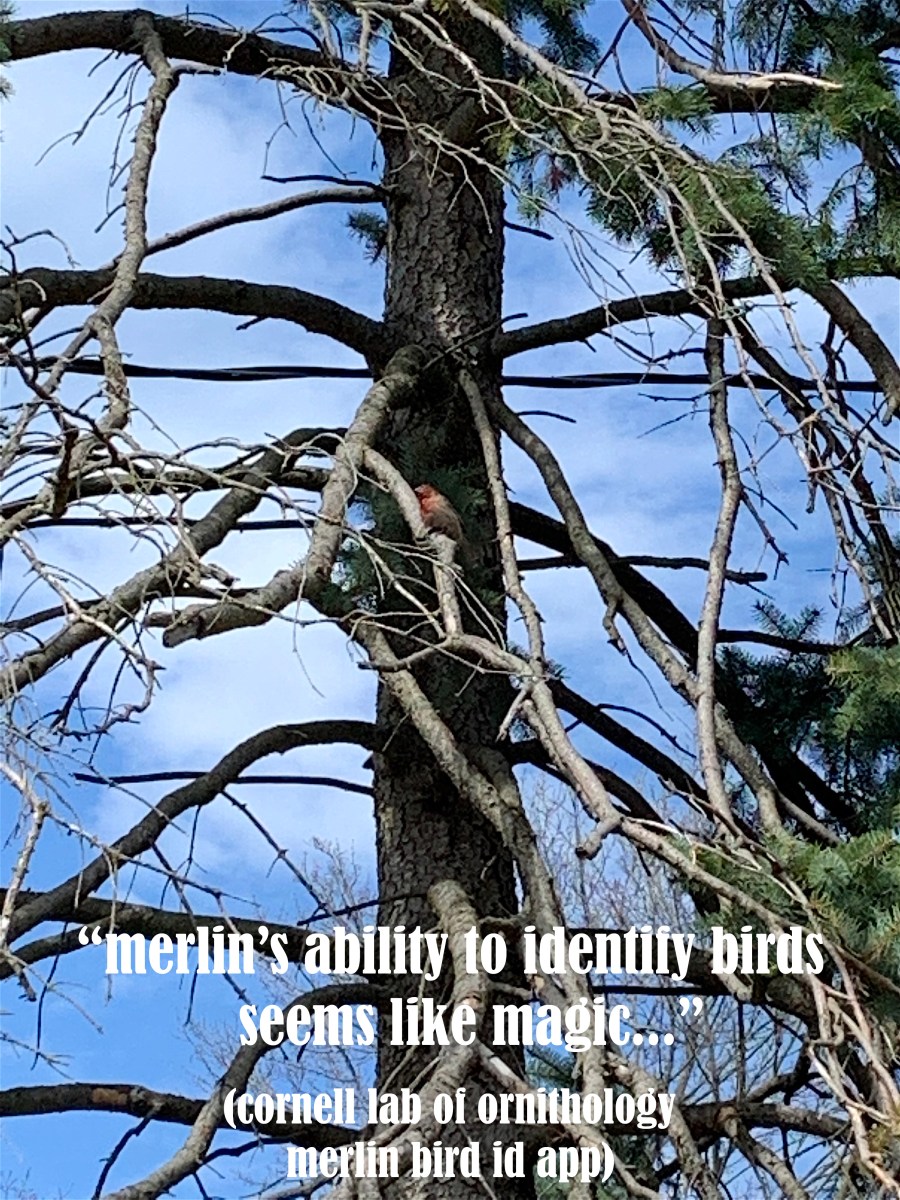 the birdies. [merely-a-thought monday] | reverse threading