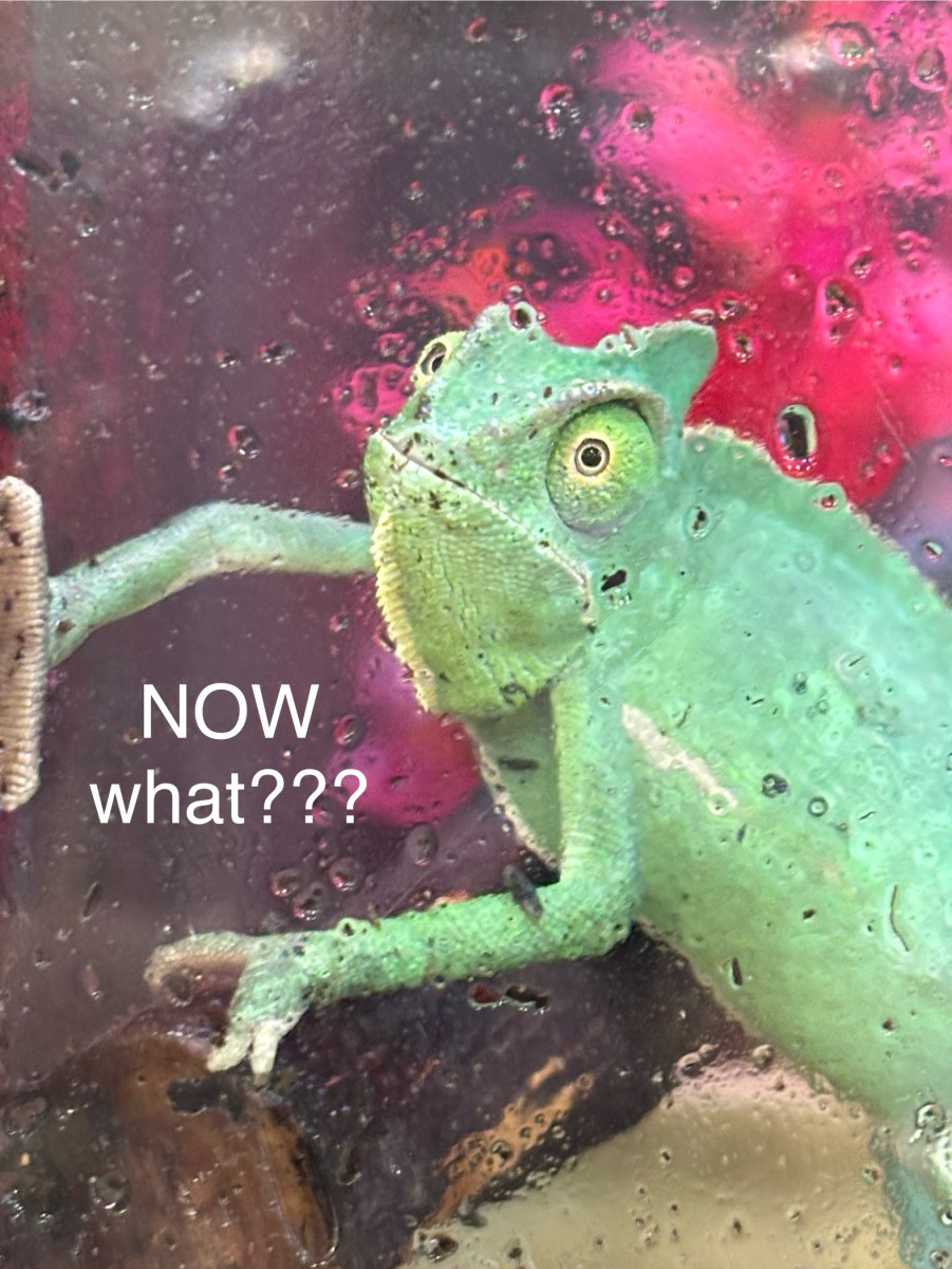 cammy. [kerri’s blog on two artists tuesday] | reverse threading